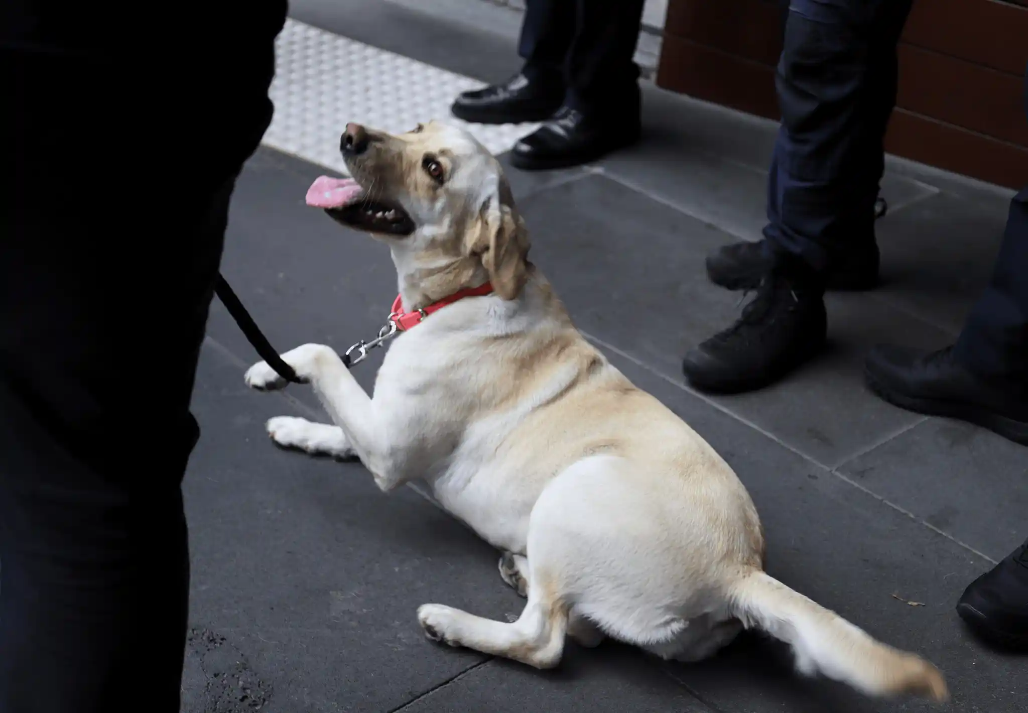 Police Dog Career Shift | Protecting The Protectors